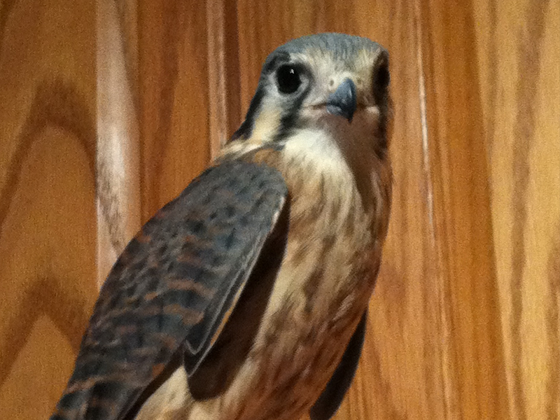 Digby the American Kestrel | Indiana Raptor Center