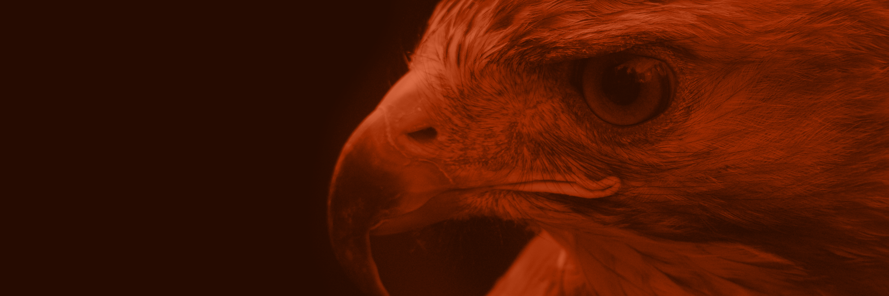 orange-hawk-bg | Indiana Raptor Center