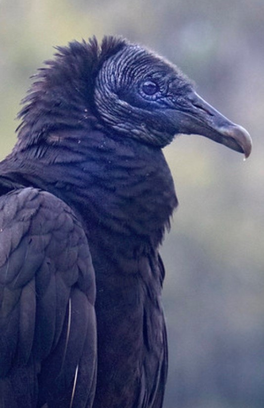 poe2021 | Indiana Raptor Center